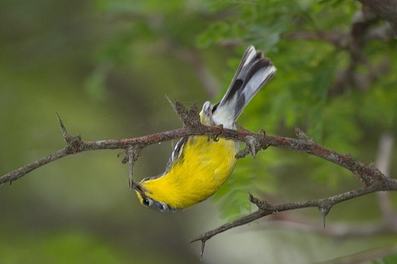 Adelaide’s Warbler – birdfinding.info