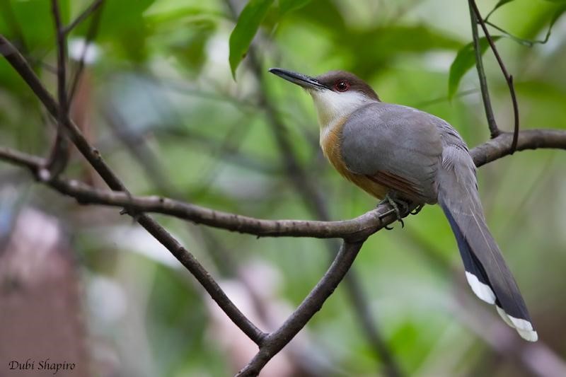Jamaican Lizard-Cuckoo – birdfinding.info