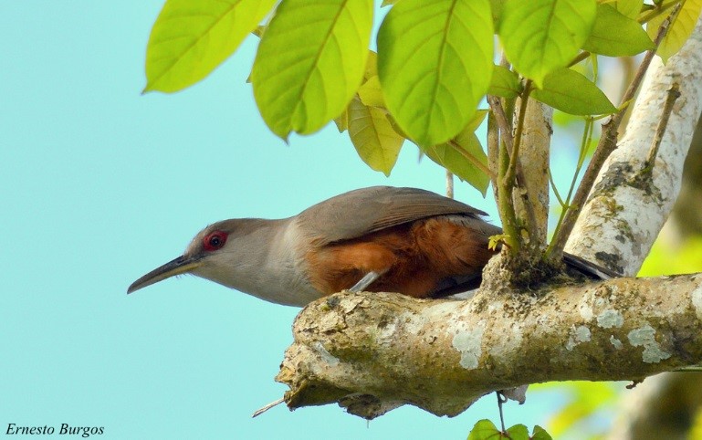 Puerto Rican Lizard-Cuckoo – birdfinding.info