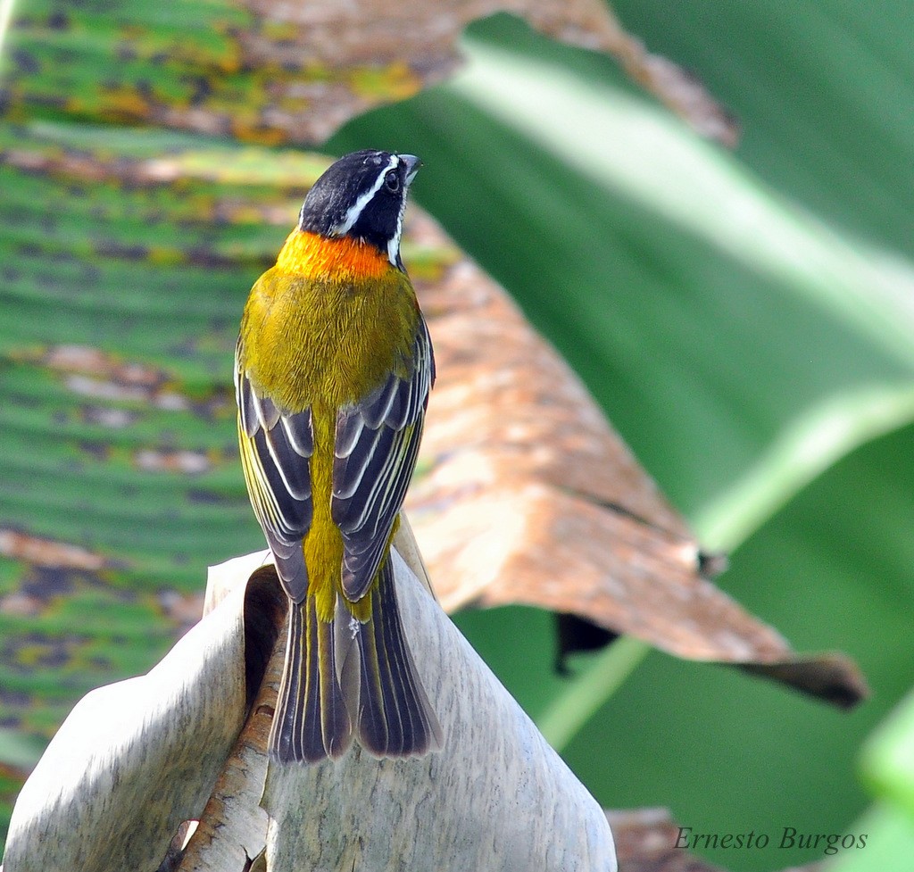 Puerto Rican Spindalis – birdfinding.info