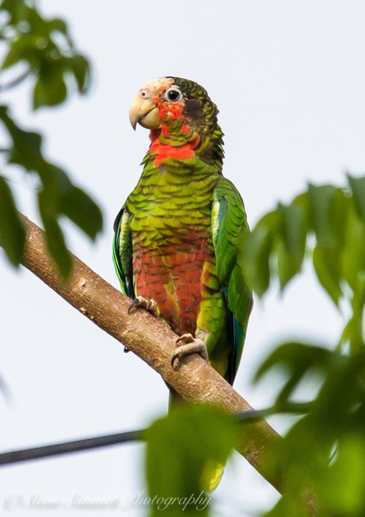 Rose-throated Parrot – birdfinding.info