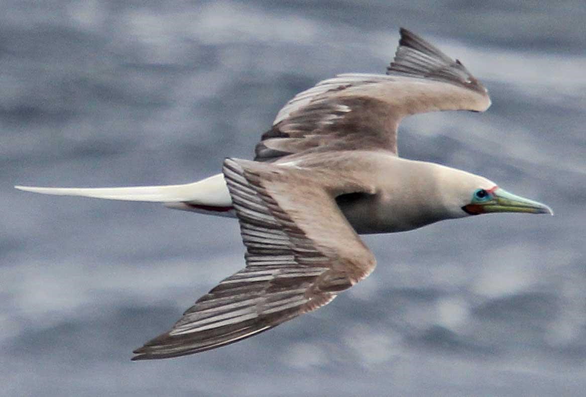 Red-footed Booby – birdfinding.info