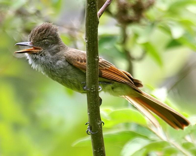Birds of Jamaica – birdfinding.info