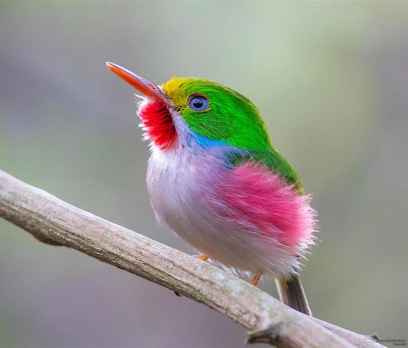 Cuban Tody – birdfinding.info