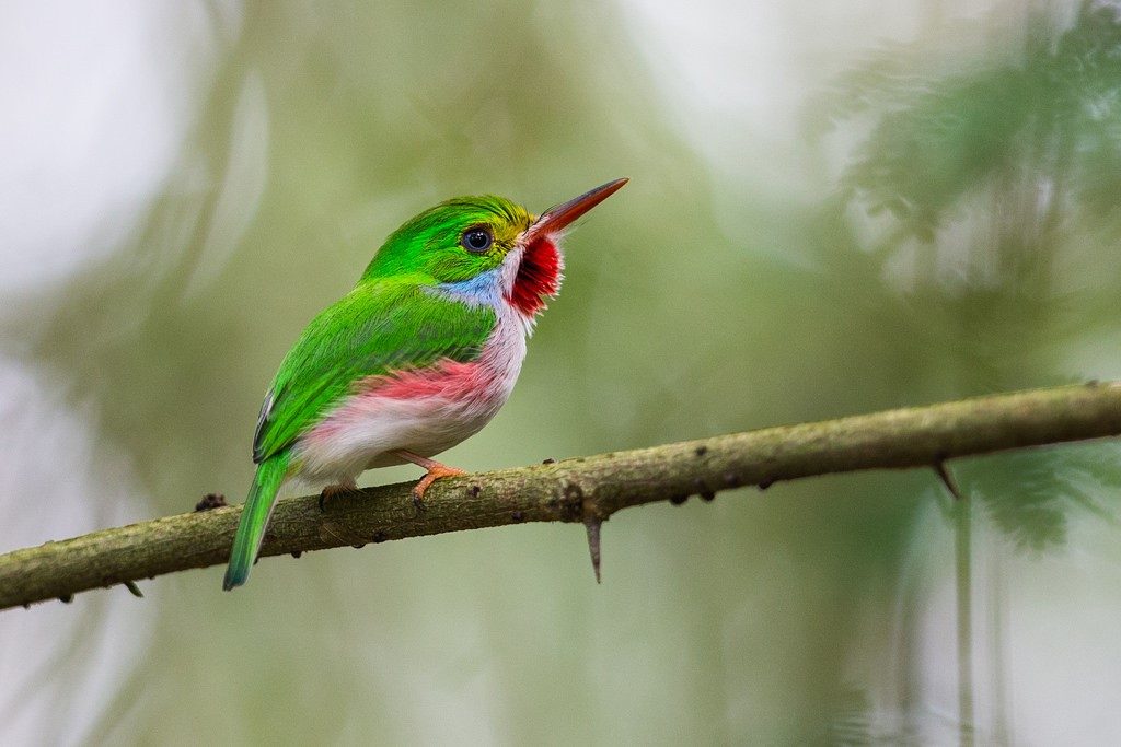 Cuban Tody – birdfinding.info