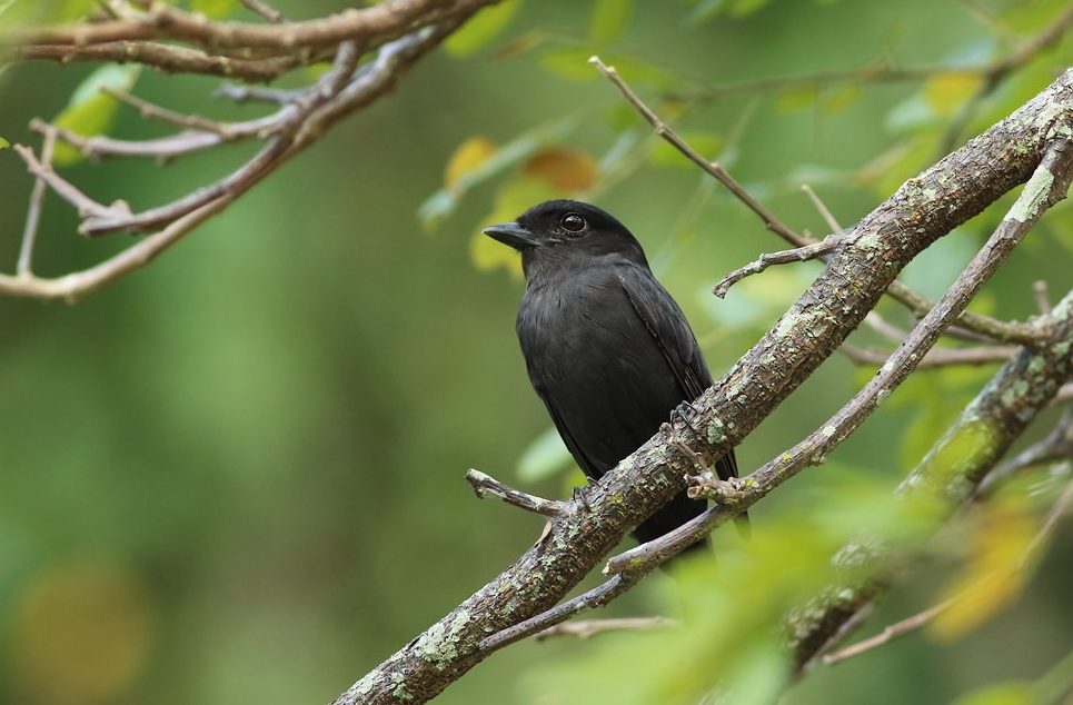 Jamaican Becard – birdfinding.info
