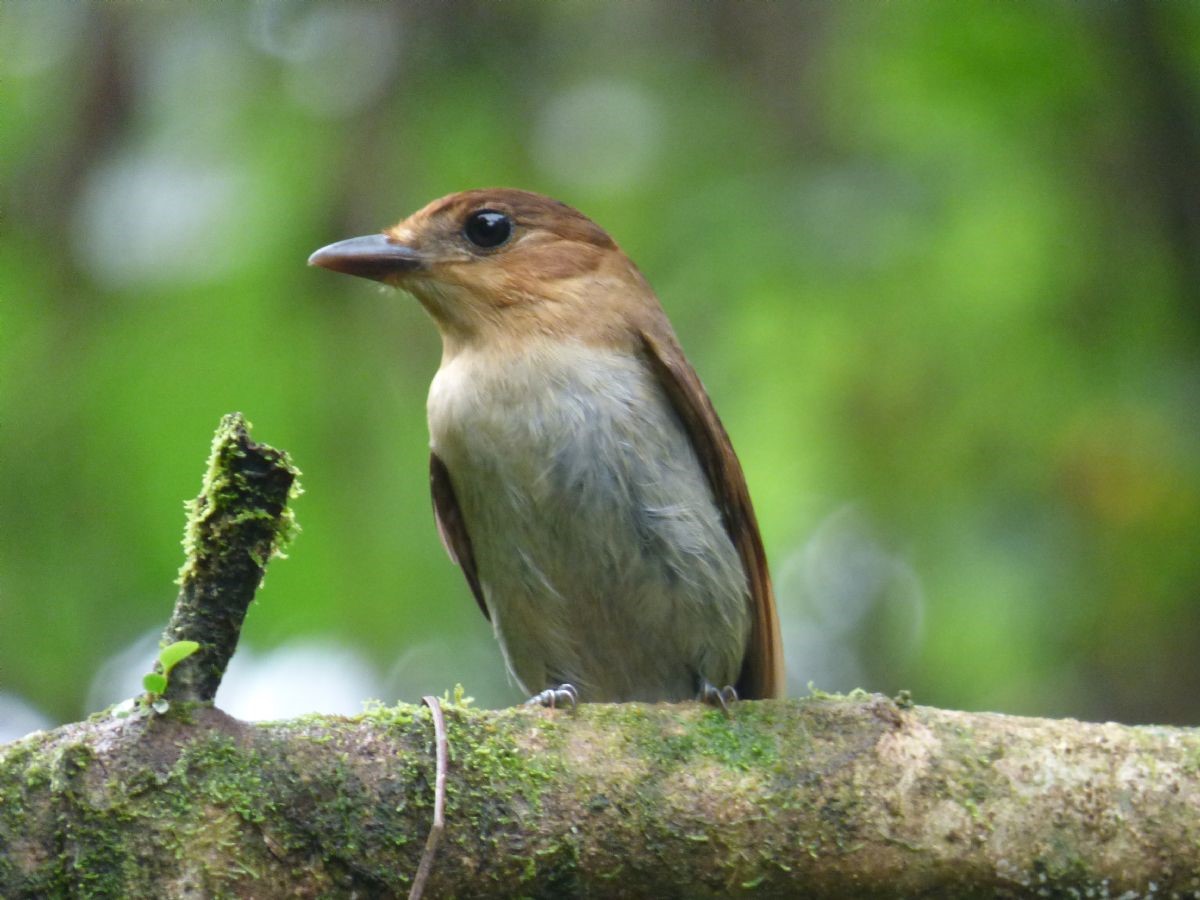 Jamaican Becard – birdfinding.info