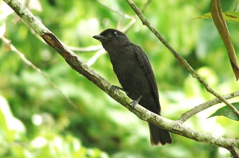 Jamaican Becard – birdfinding.info