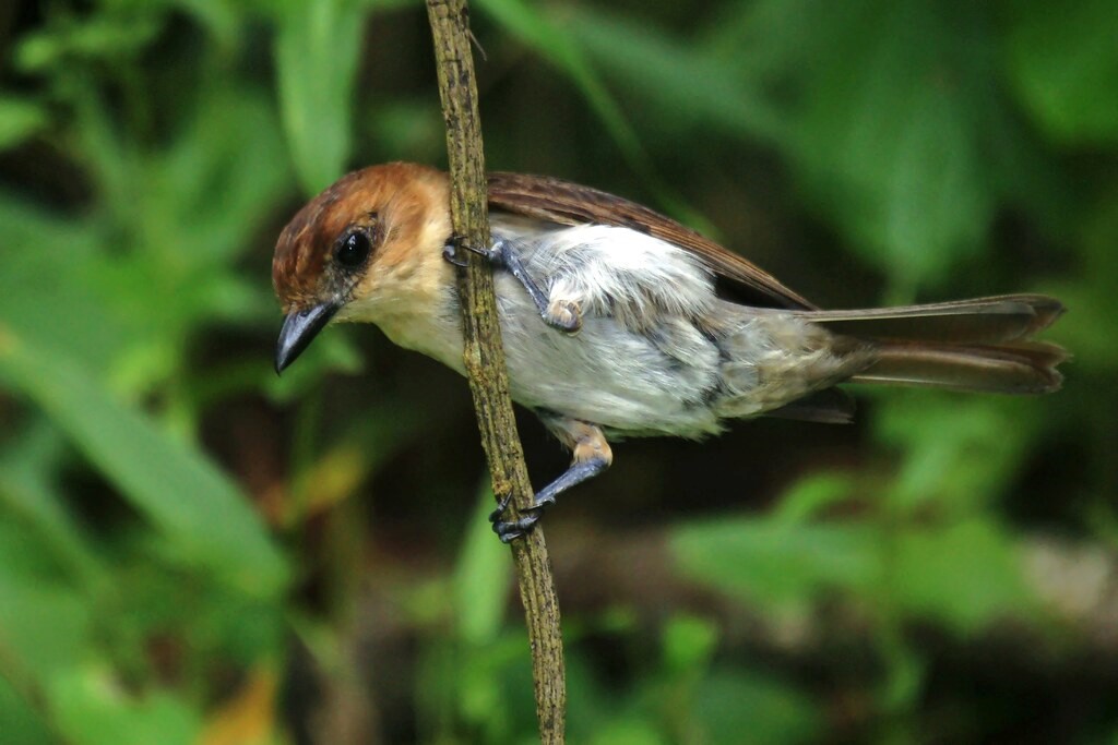 Jamaican Becard – birdfinding.info