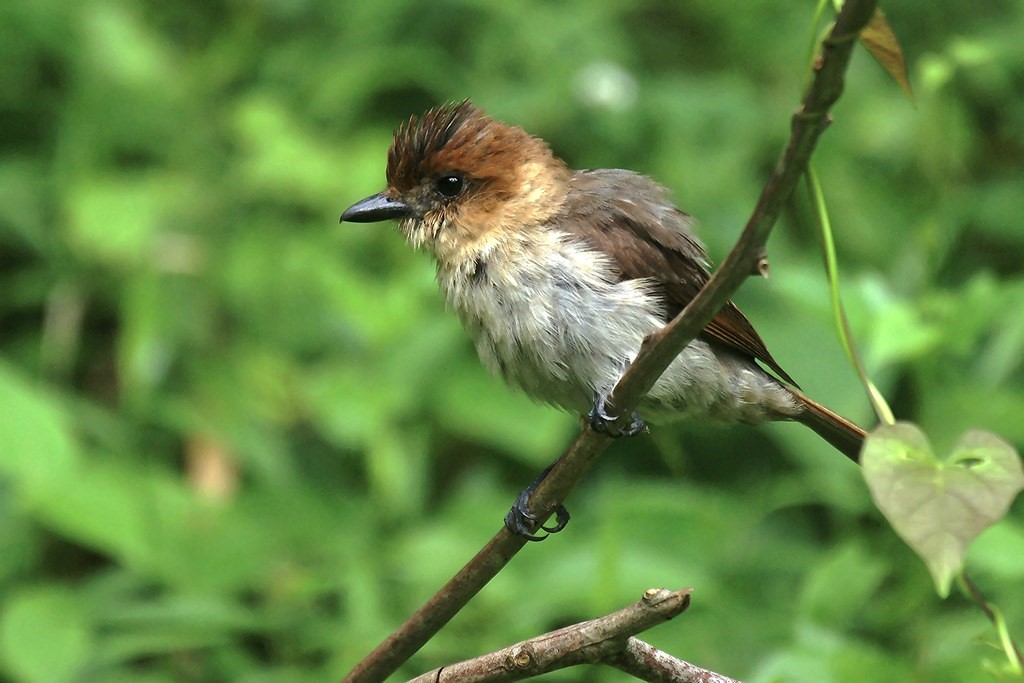 Jamaican Becard – birdfinding.info