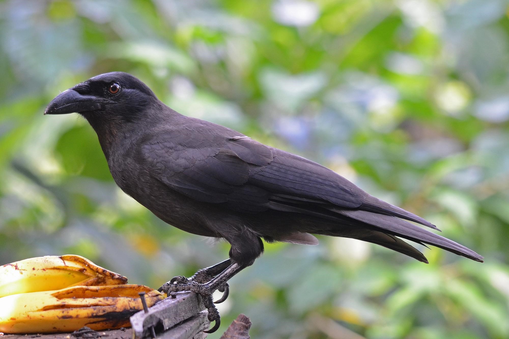 Jamaican Crow – birdfinding.info