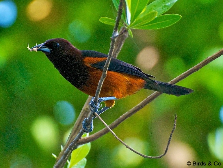 Martinique Oriole – birdfinding.info