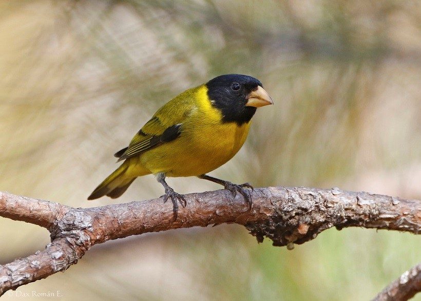 Antillean Siskin – birdfinding.info