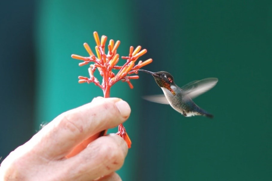 Bee Hummingbird – birdfinding.info