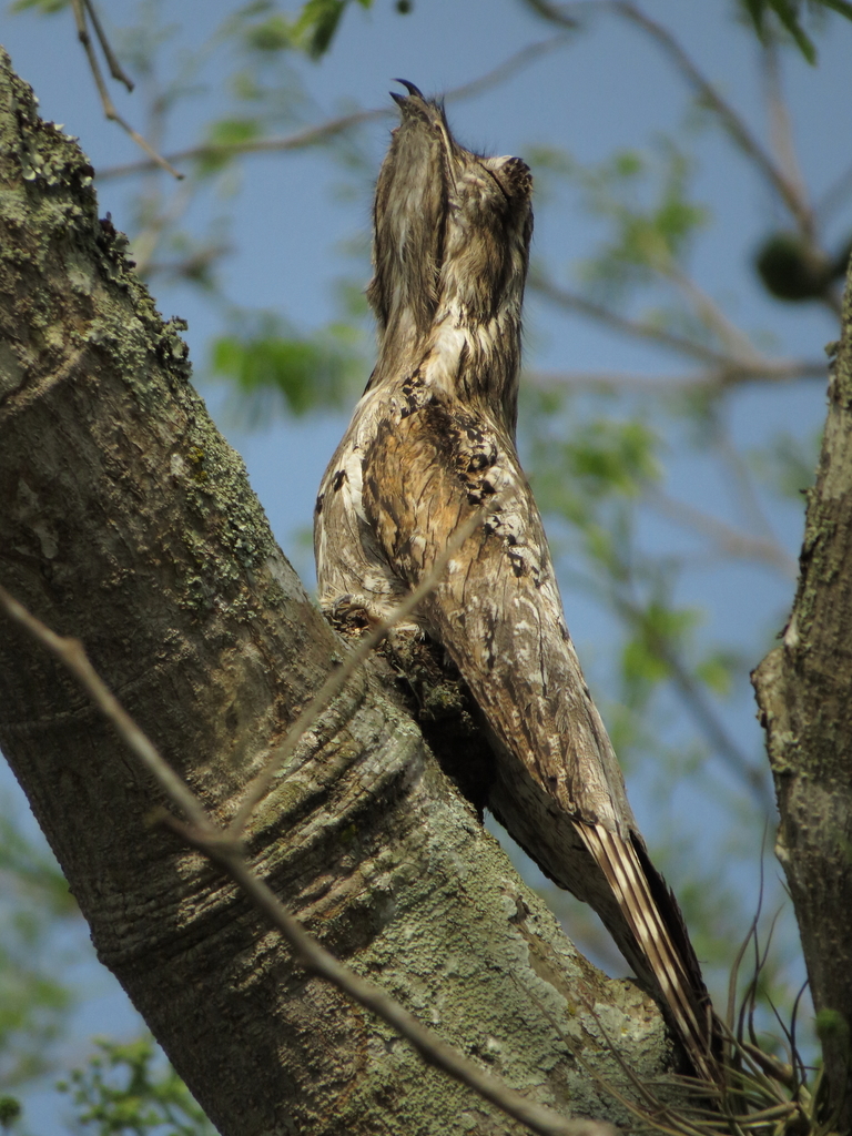 Northern Potoo – birdfinding.info