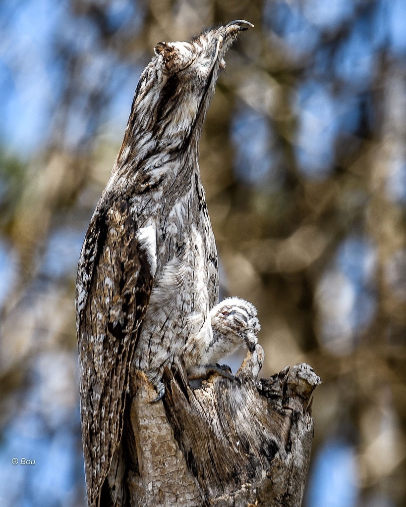 Northern Potoo – birdfinding.info