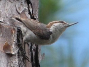 Bahama Nuthatch – birdfinding.info