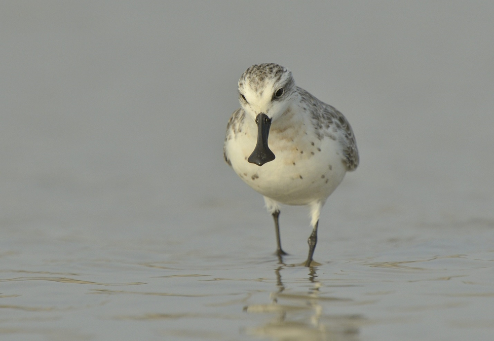 Spoon-billed Sandpiper – birdfinding.info