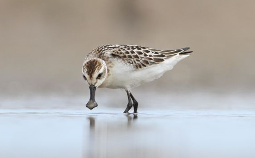Spoon-billed Sandpiper – birdfinding.info