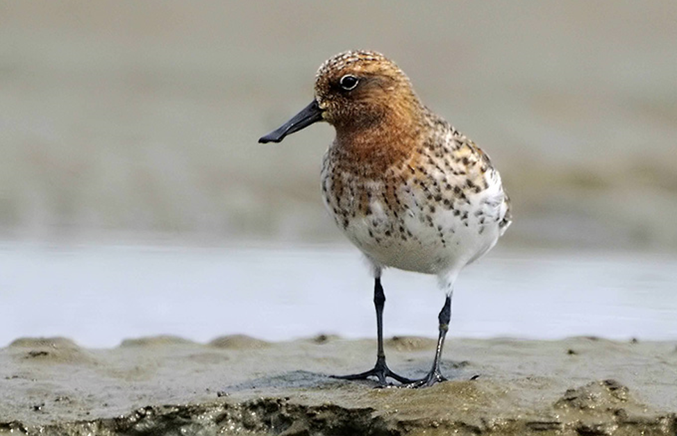 Spoon-billed Sandpiper – birdfinding.info