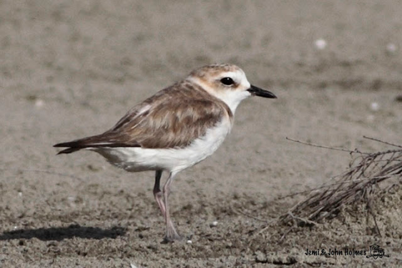 White-faced Plover – birdfinding.info