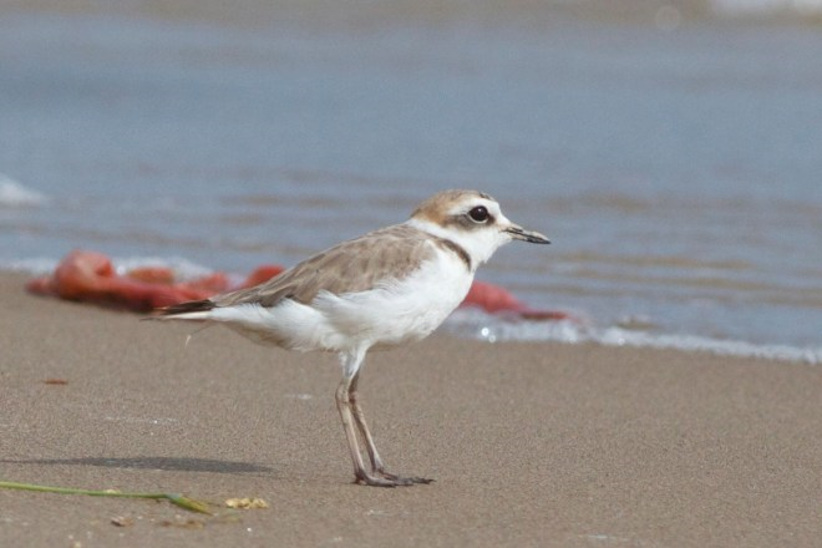 White-faced Plover – birdfinding.info