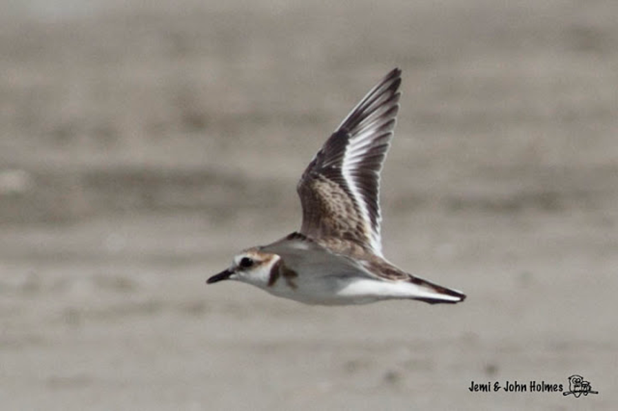 White-faced Plover – birdfinding.info