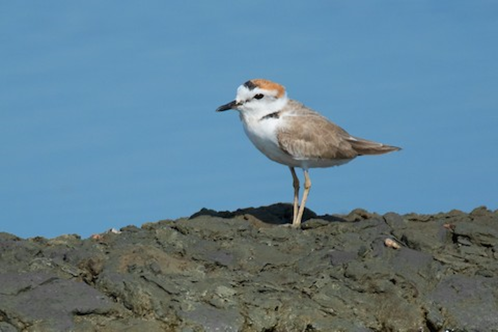 White-faced Plover – birdfinding.info
