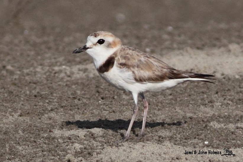 White-faced Plover – birdfinding.info