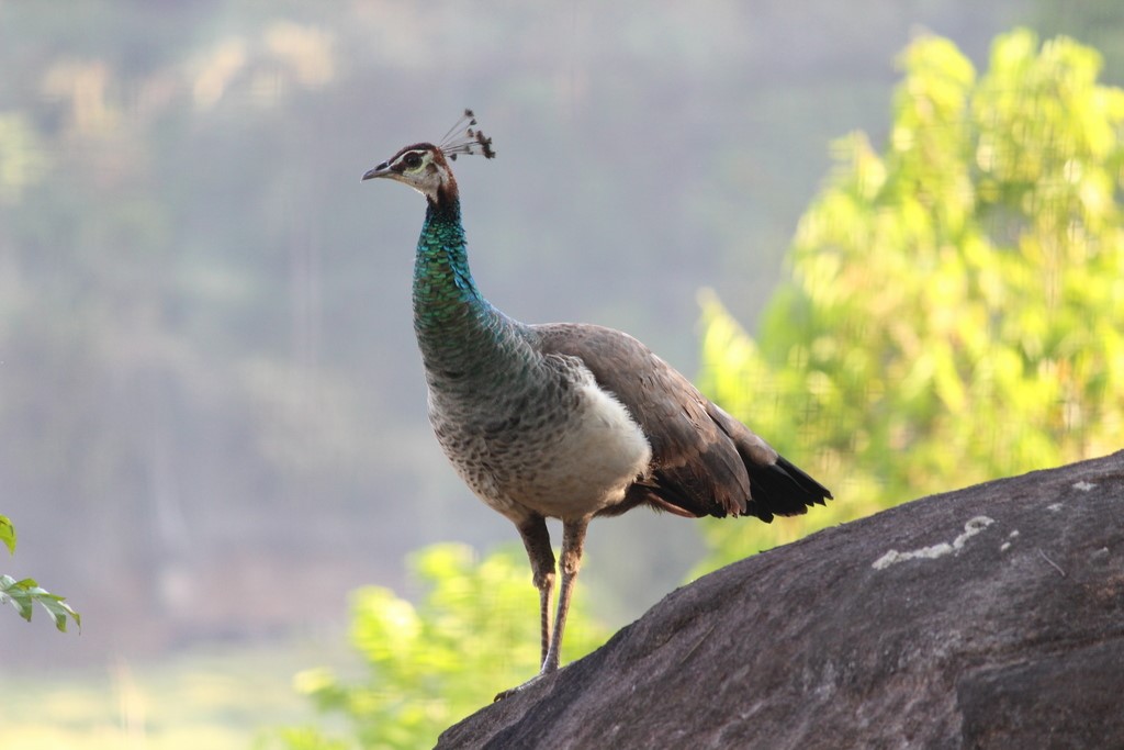 Indian Peafowl – birdfinding.info