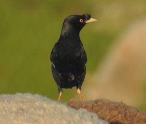 Crested Myna – birdfinding.info