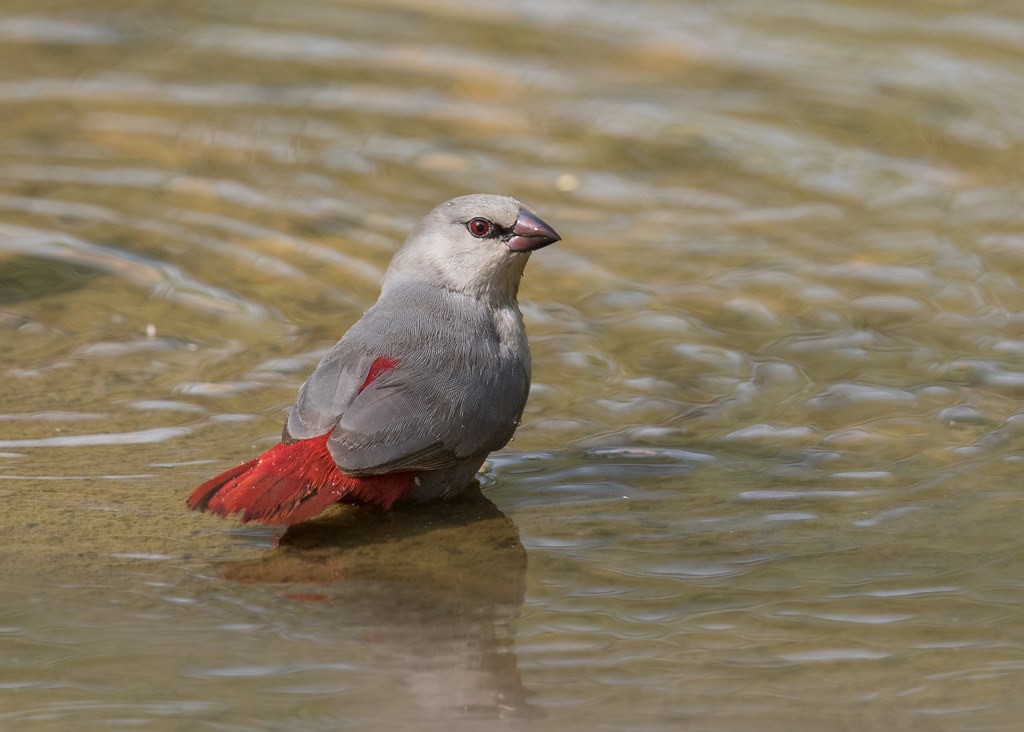 Lavender Waxbill – birdfinding.info