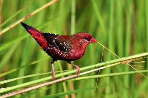 Red Avadavat – birdfinding.info