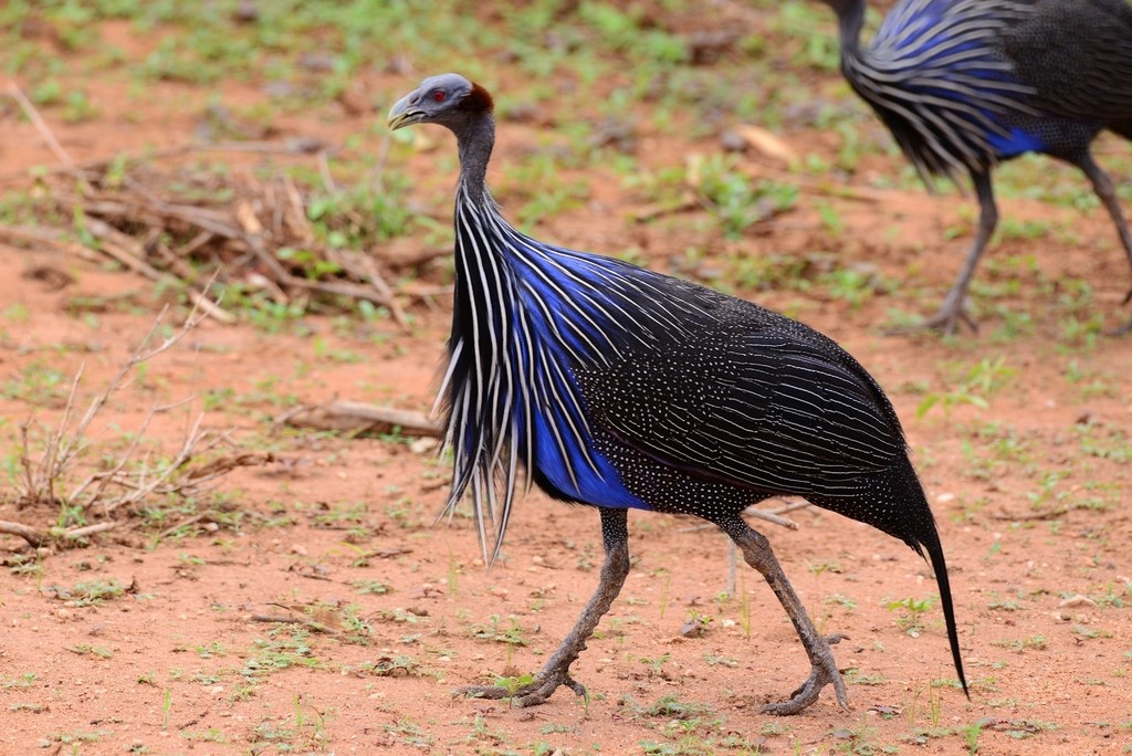 Vulturine Guineafowl – birdfinding.info