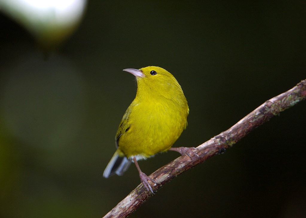 Anianiau – birdfinding.info
