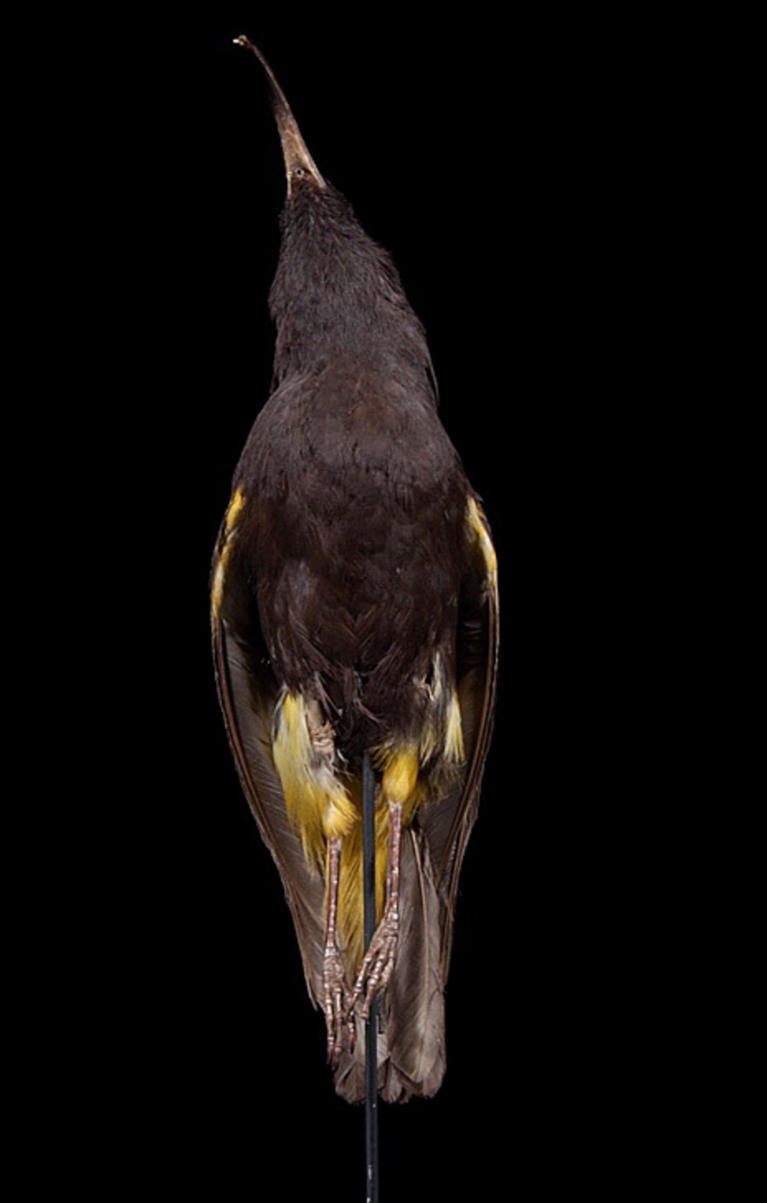 Hawaii Mamo † – birdfinding.info