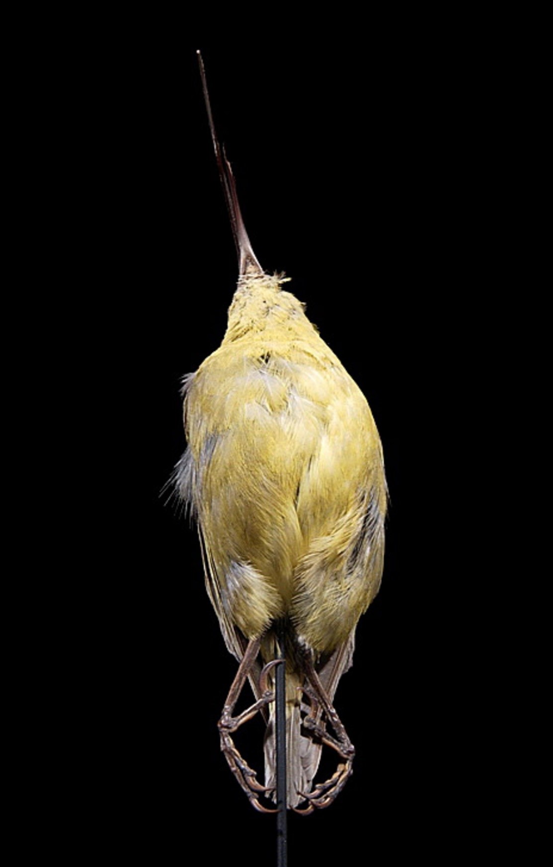 Kauai Akialoa † – birdfinding.info