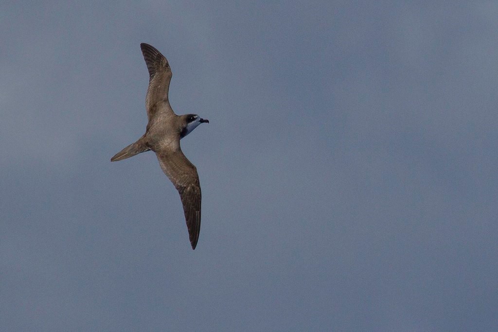 Hawaiian Petrel – birdfinding.info