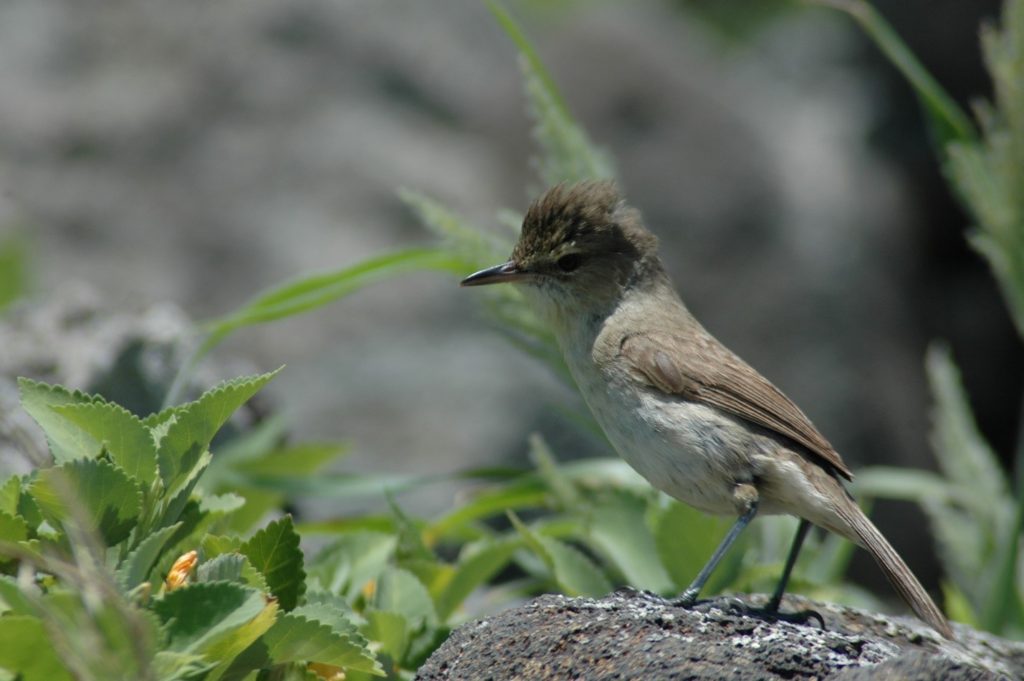 Millerbird – birdfinding.info