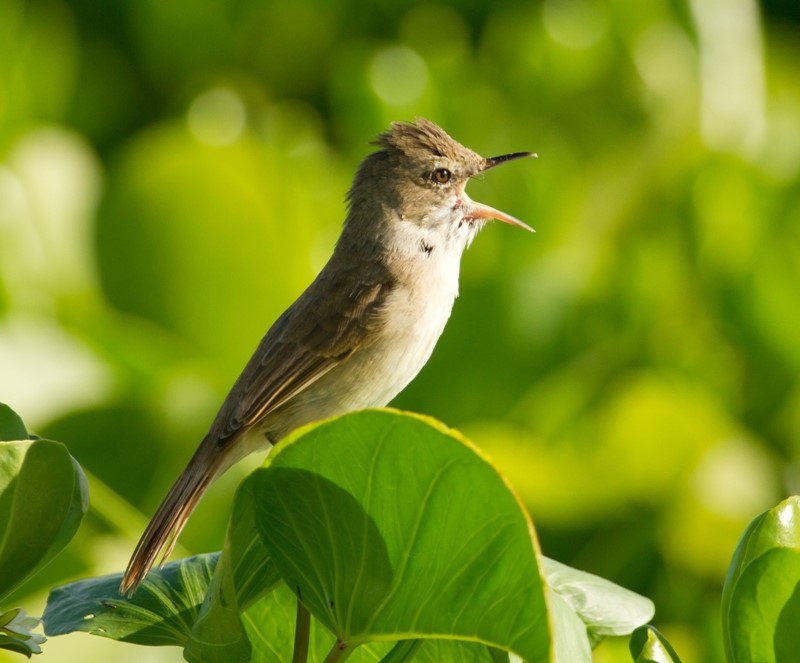 Millerbird – birdfinding.info