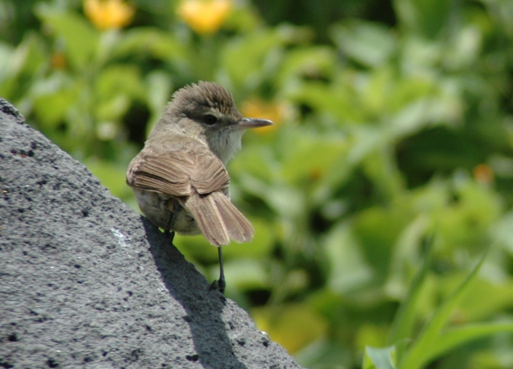 Millerbird – birdfinding.info