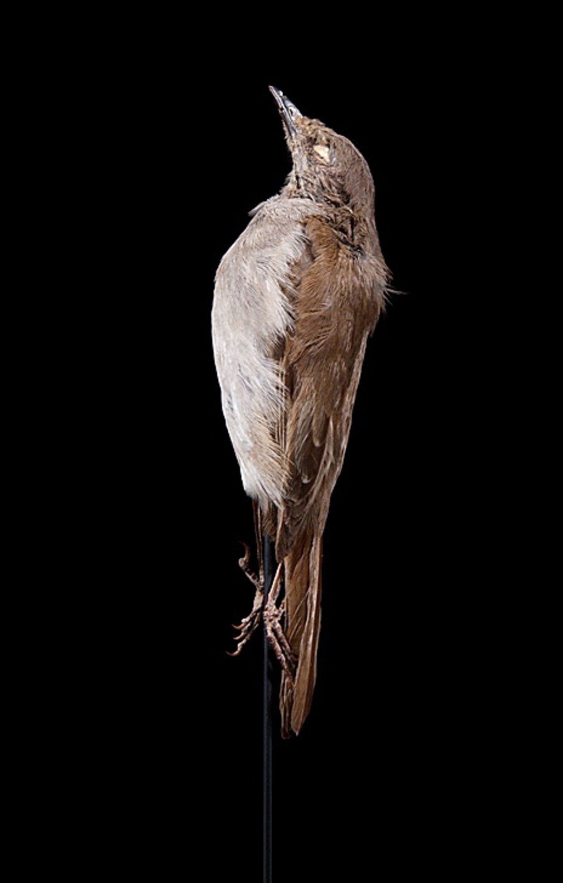 Oloma’o † – birdfinding.info