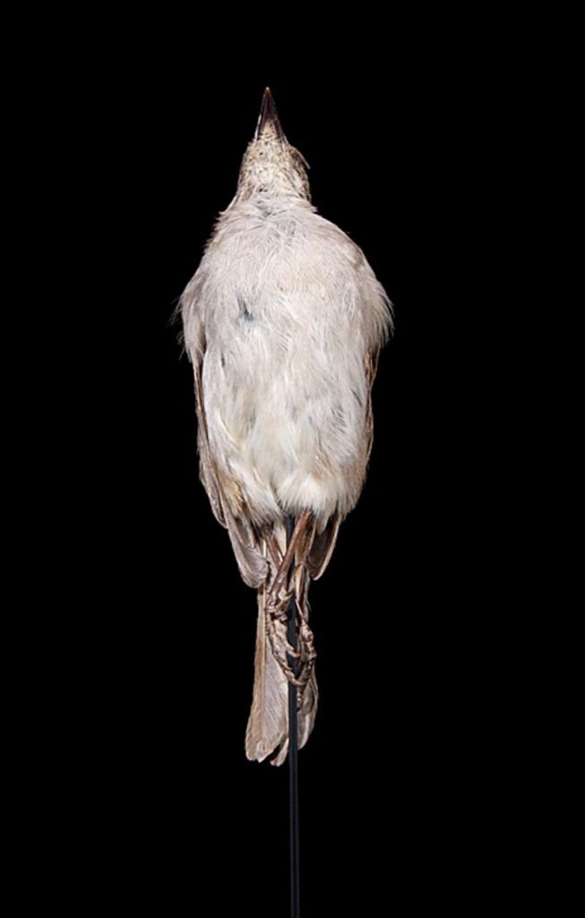 Oloma’o † – birdfinding.info