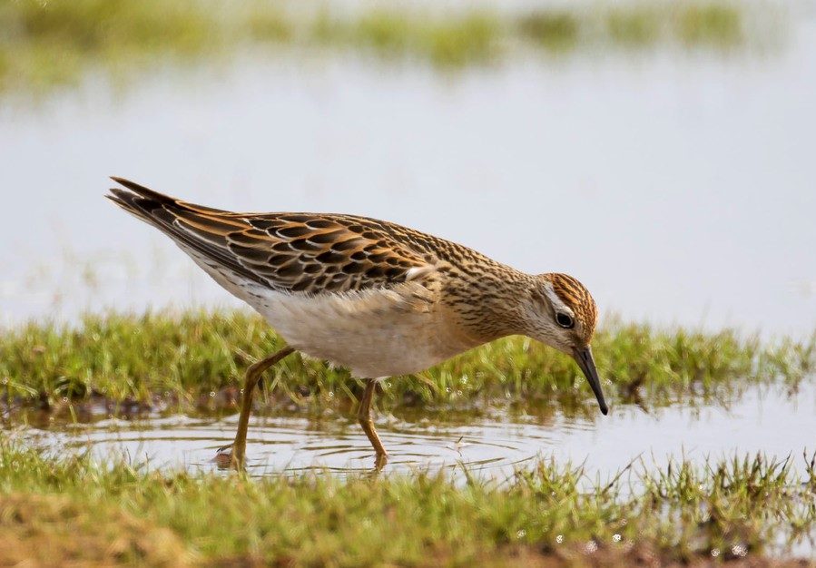 Sharp-tailed Sandpiper – birdfinding.info