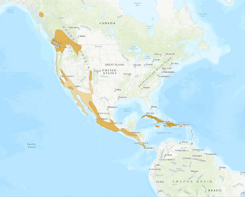 American Black Swift – birdfinding.info