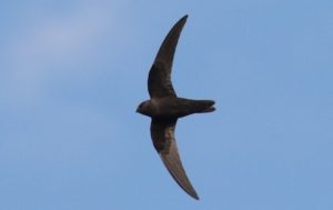 American Black Swift – birdfinding.info