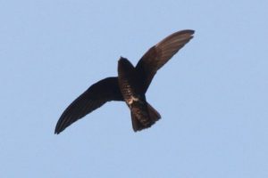 American Black Swift – birdfinding.info