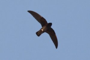 American Black Swift – birdfinding.info