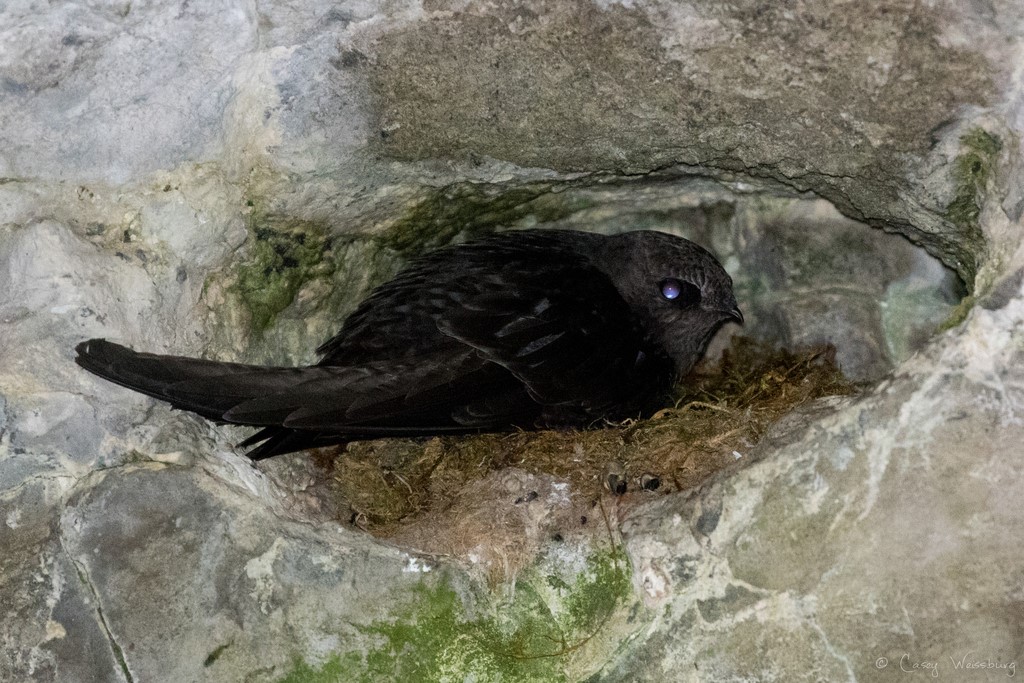 American Black Swift – birdfinding.info
