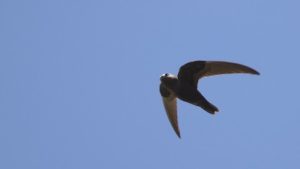 American Black Swift – birdfinding.info
